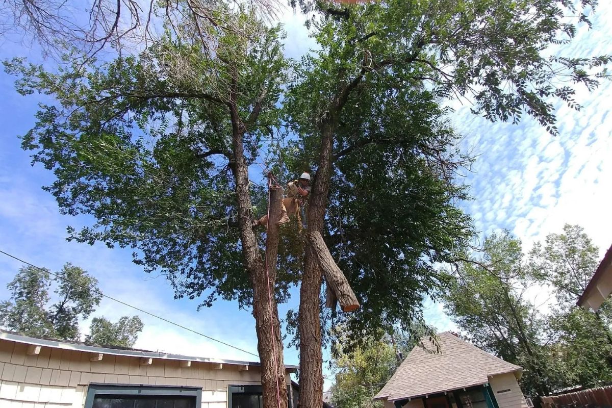 Peak Tree Service Colorado Springs - Affordable Same Day Quotes