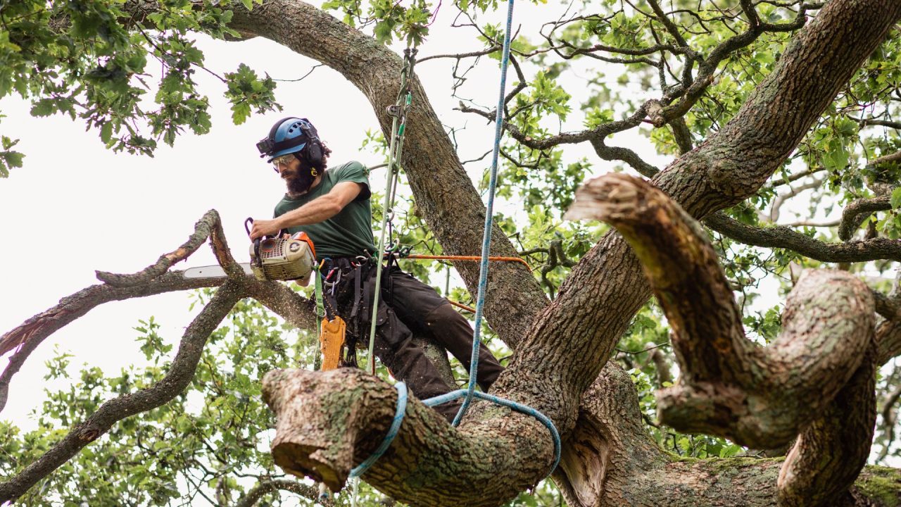 Tree Trimming vs Tree Topping: Secrets to Healthy Trees